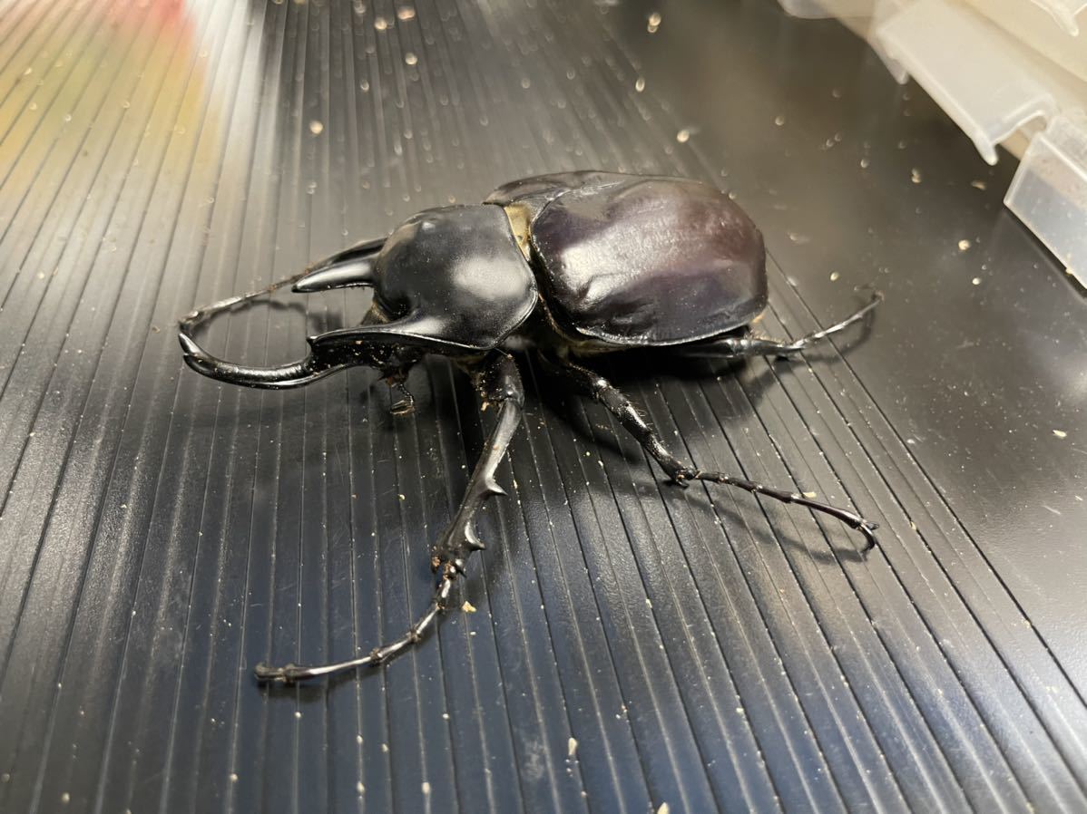【未使用】[bibagon]貴重!! ウカヤリ産レックスゾウカブト ♂単品 WF2 ♂114mm 条件で死着保障あり！”しっかり対応させていただきます”の落札情報詳細 - Yahoo ...