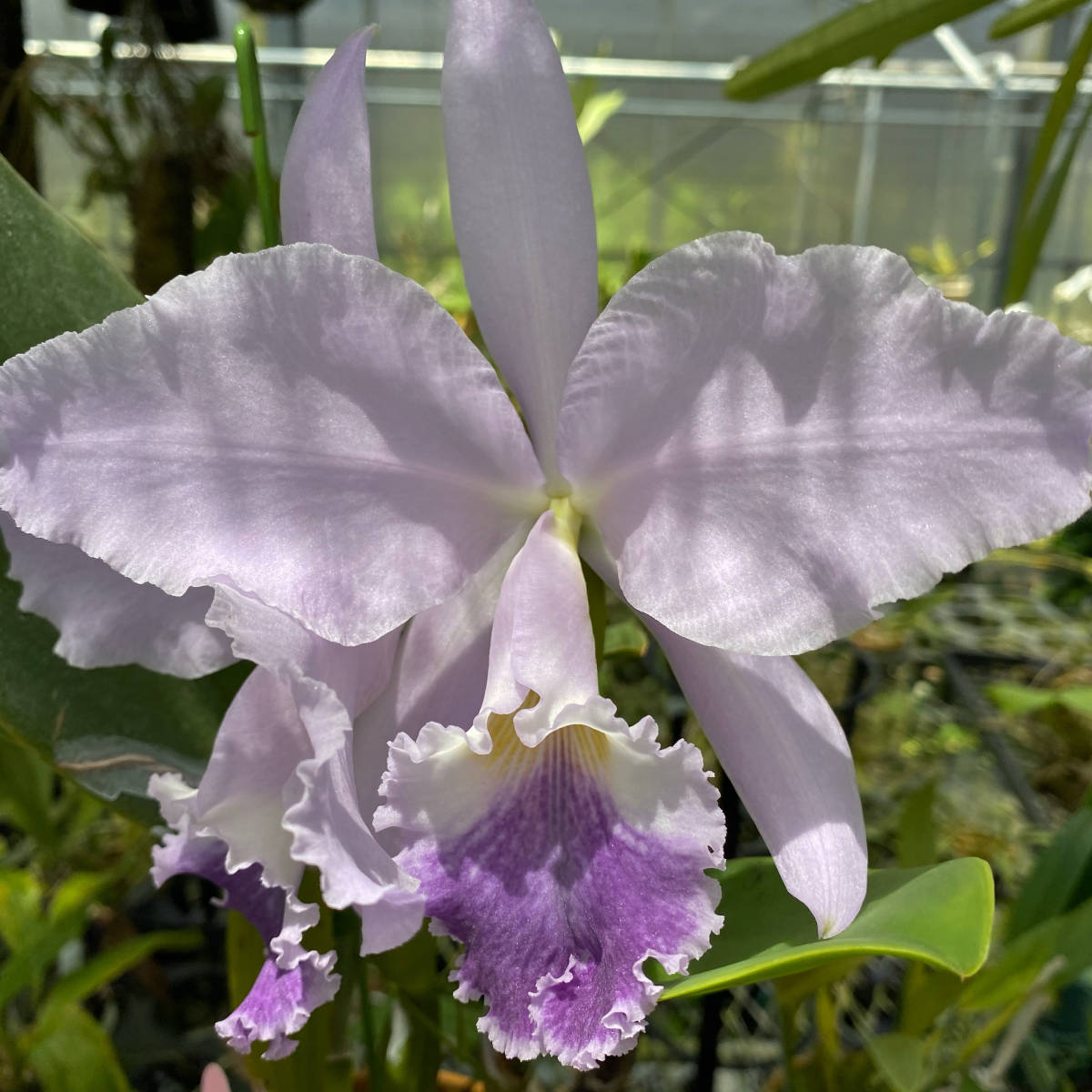 【やや傷や汚れあり】洋蘭原種 カトレア C. warneri f.coerulea 'Rinata Diehl' AM/AOS (OG）の落札 ...