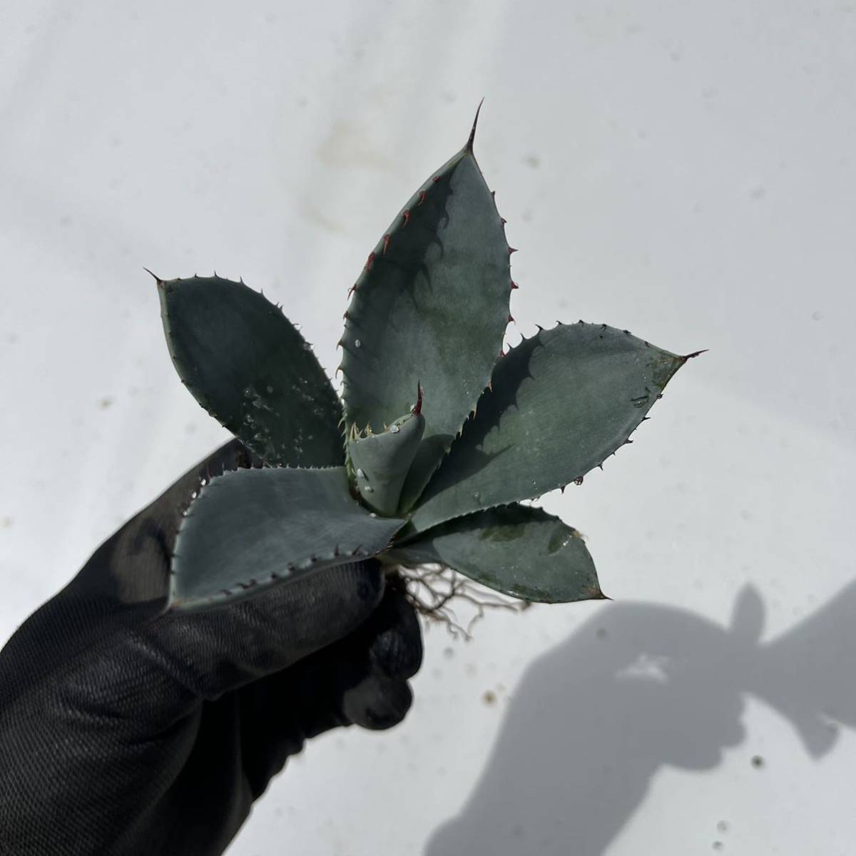 【未使用】1 丸葉 3 実生選抜 Agave flexispina アガベ フレキシスピナ パリー トランカータ ドライガーデン 吉祥天の落札 ...