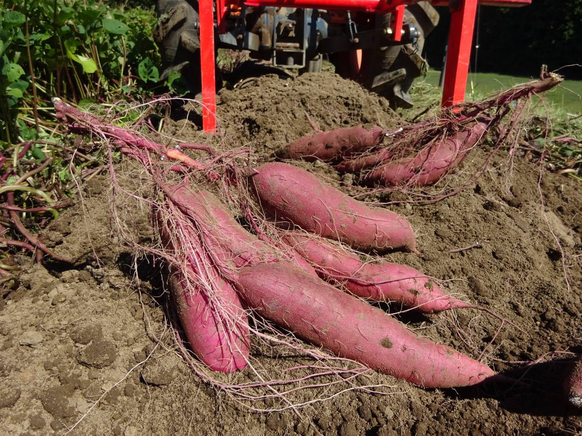 【未使用】 2022年新物採れたて 紅はるか 小さめサイズ（M～3S）5kg 土付き発送100円スタート 農家直送便 茨城発の落札情報詳細 - ヤフオク落札価格情報 オークフリー