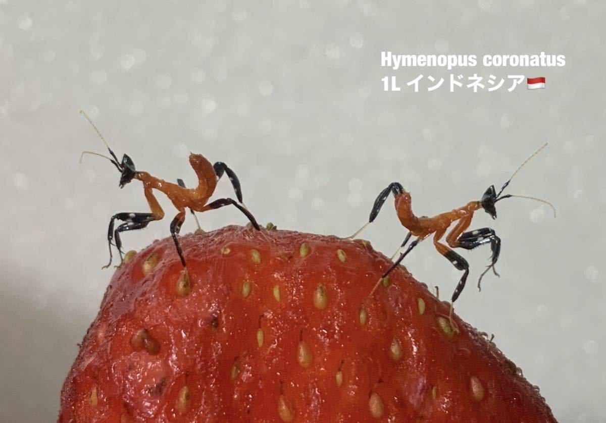 【目立った傷や汚れなし】Hymenopus coronatus インドネシア産 幼虫 ハナカマキリ カマキリ ペット 鑑賞 保証あり の落札情報詳細| ヤフオク落札価格情報 オークフリー
