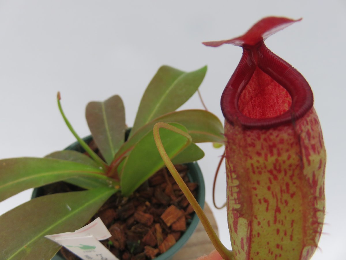 【未使用】【冬の大感謝セール】N.xMimi (N.vent × (maxima × talangensis)) 4号【現品限り】ネペンテス ...