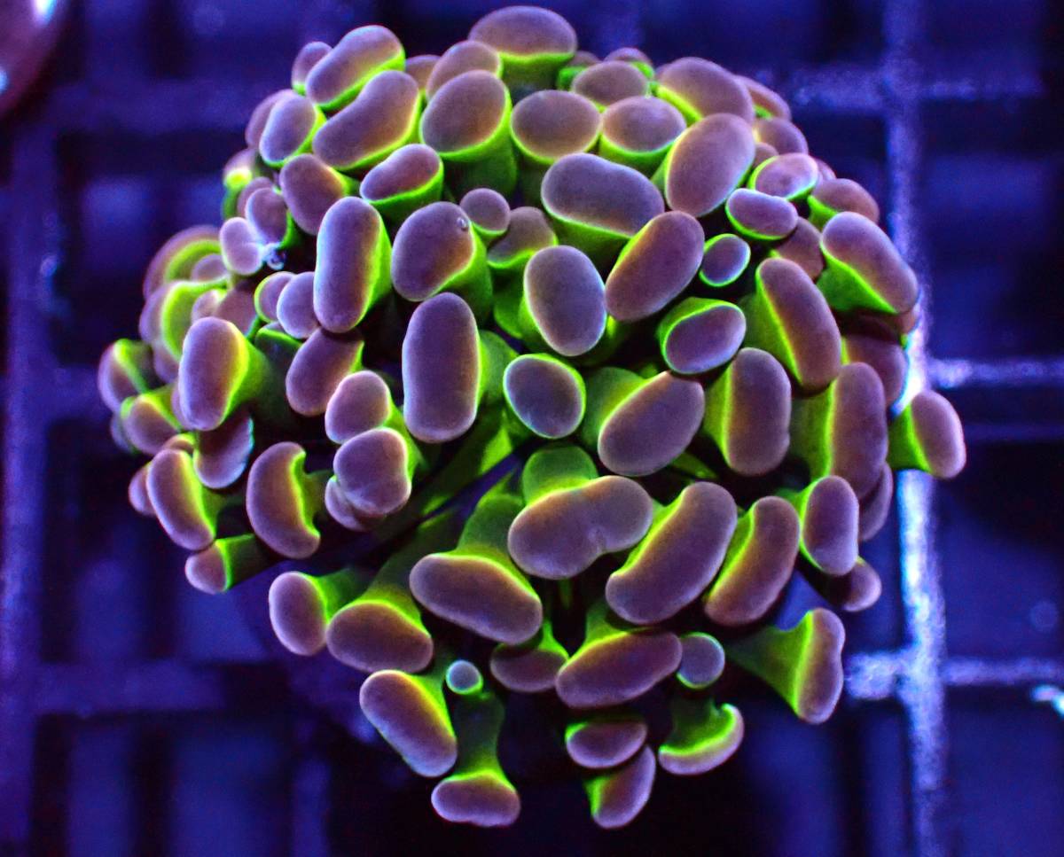 【未使用】【JJ-SH Coral】ナガレハナサンゴ/パープル/ネオングリーン#coral#サンゴ#海水#アクアの落札情報詳細 - ヤフオク ...