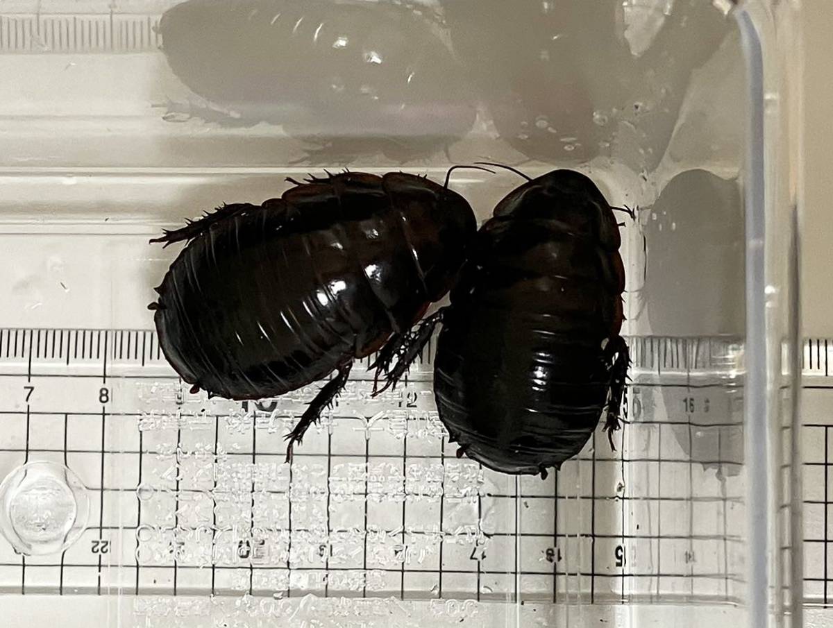 【未使用】ヨロイモグラゴキブリ親仔セット 1の落札情報詳細 - ヤフオク落札価格検索 オークフリー