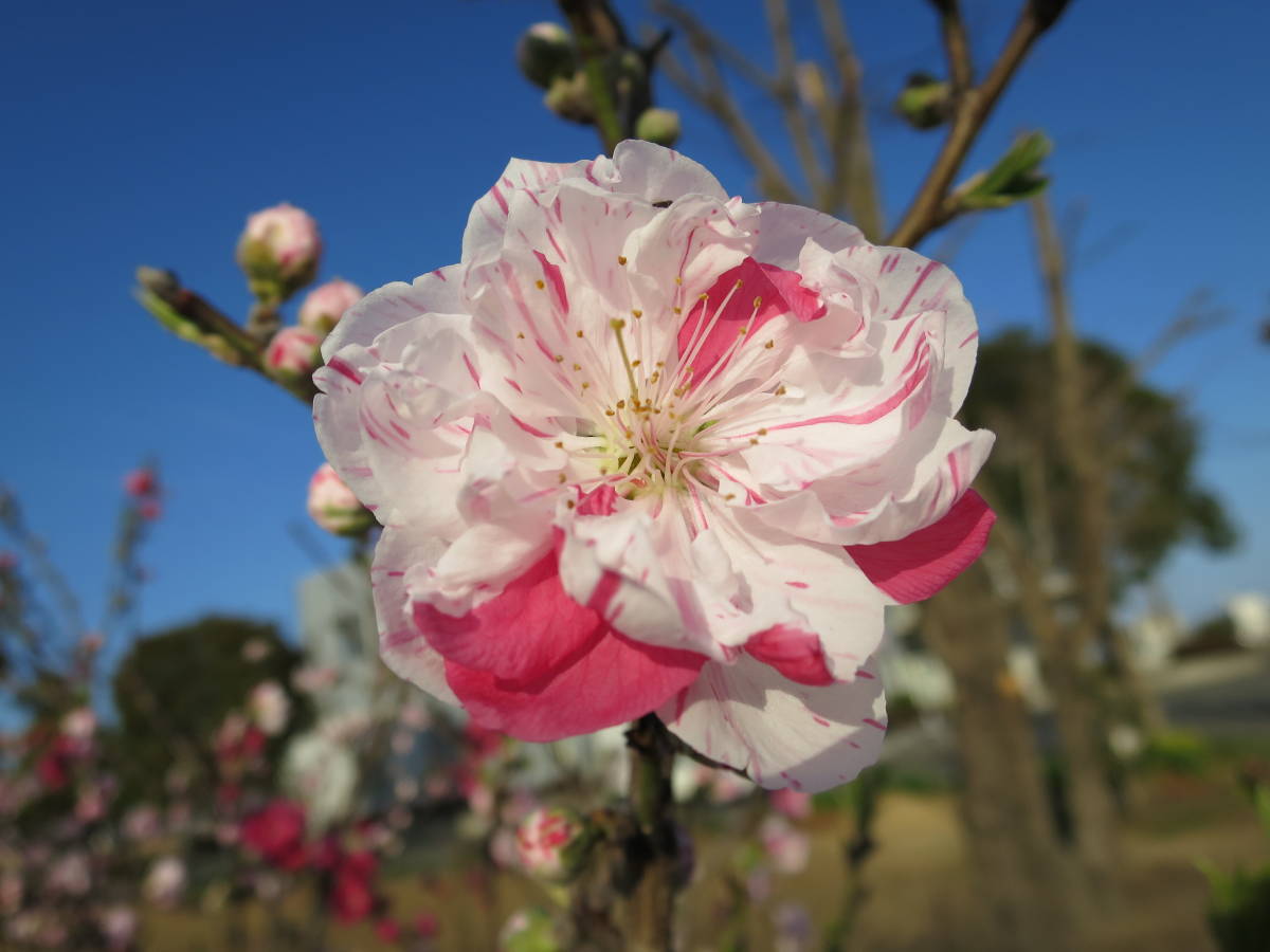 【未使用】5468 匿名配送 入札者評価制限なし 相互評価 24時間以内 リピート購入OK 複数枚購入OK 画像データ 1円 即決 1円 送料無料 即決 1円 即決の落札情報詳細 ...