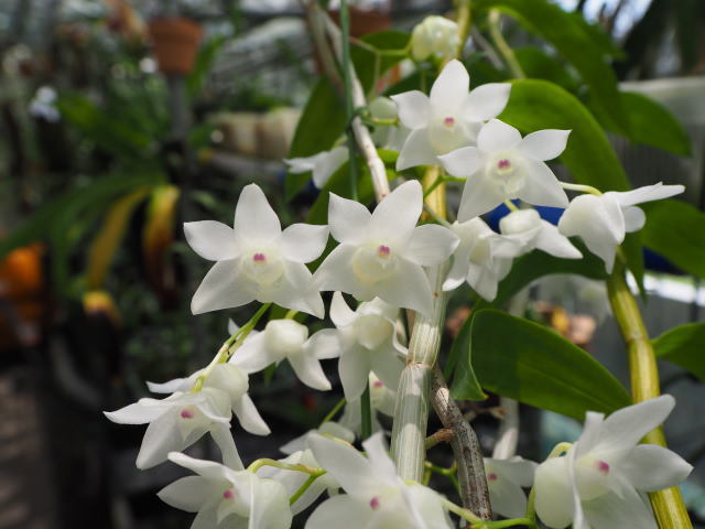 【やや傷や汚れあり】05/26 Den.aduncum fma.album ② 洋蘭 デンドロ 原種 開花間近の落札情報詳細 - ヤフオク落札 ...