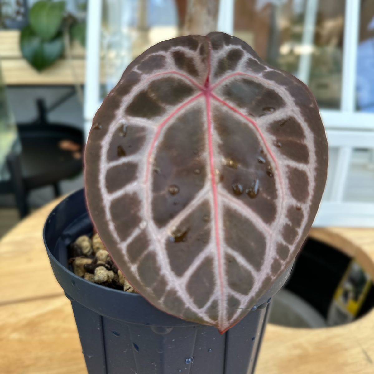 【未使用に近い】UJ ANTHURIUM MICHELLE X ZARA F3 アンスリューム ミシェル x ザラ f3の落札情報詳細 ...