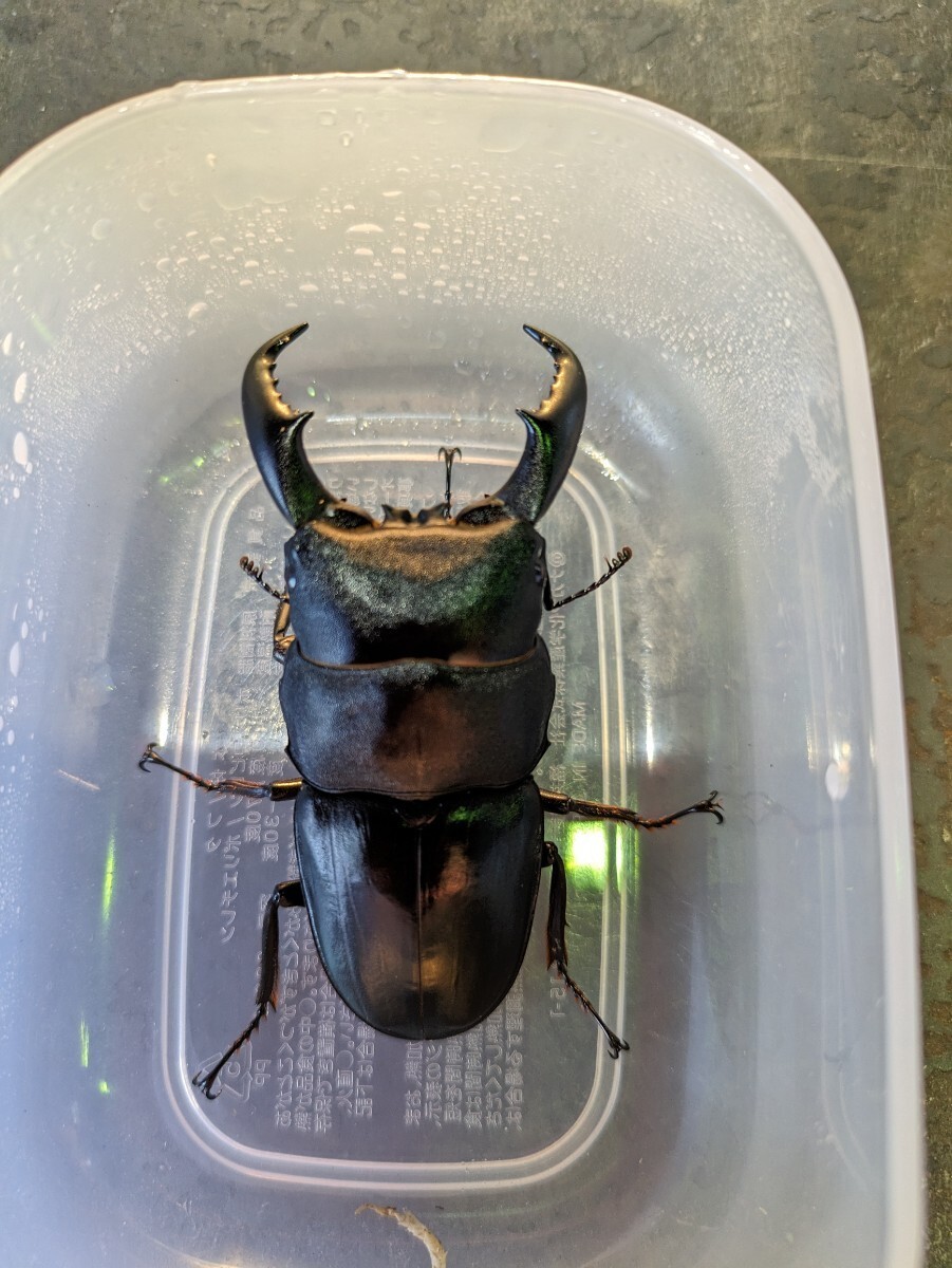 【目立った傷や汚れなし】アマミヒラタ WF2 使用済み♂1 未使用♀1 の落札情報詳細 - ヤフオク落札価格検索 オークフリー