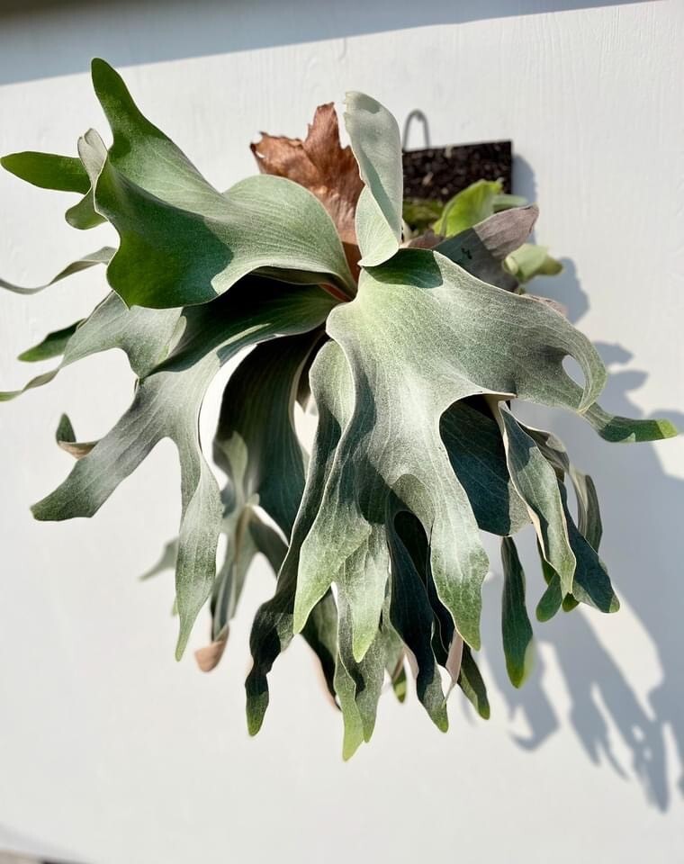 【やや傷や汚れあり】A7 P. Sugar cube OC pup 子株 株分けの落札情報詳細 - ヤフオク落札価格検索 オークフリー