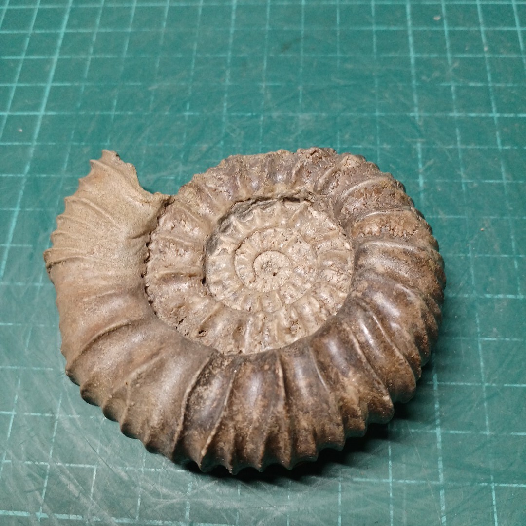 【目立った傷や汚れなし】8806 ロシア産アンモナイトパブロヴィア（Pavlovia sp.）中生代ジュラ紀（1億9500万 - 1億3500 ...
