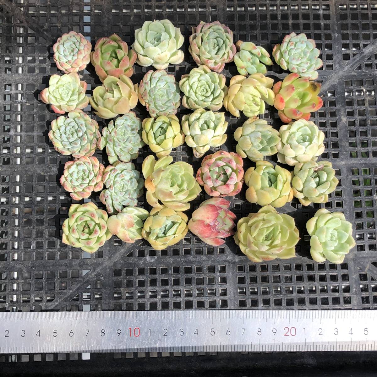 【未使用】* Top エケベリア30個 0819-OZ40 多肉植物 カット ミックス苗 出荷日8/23（金） ※0814終了の商品と同梱ができません。の落札情報詳細 - Yahoo ...