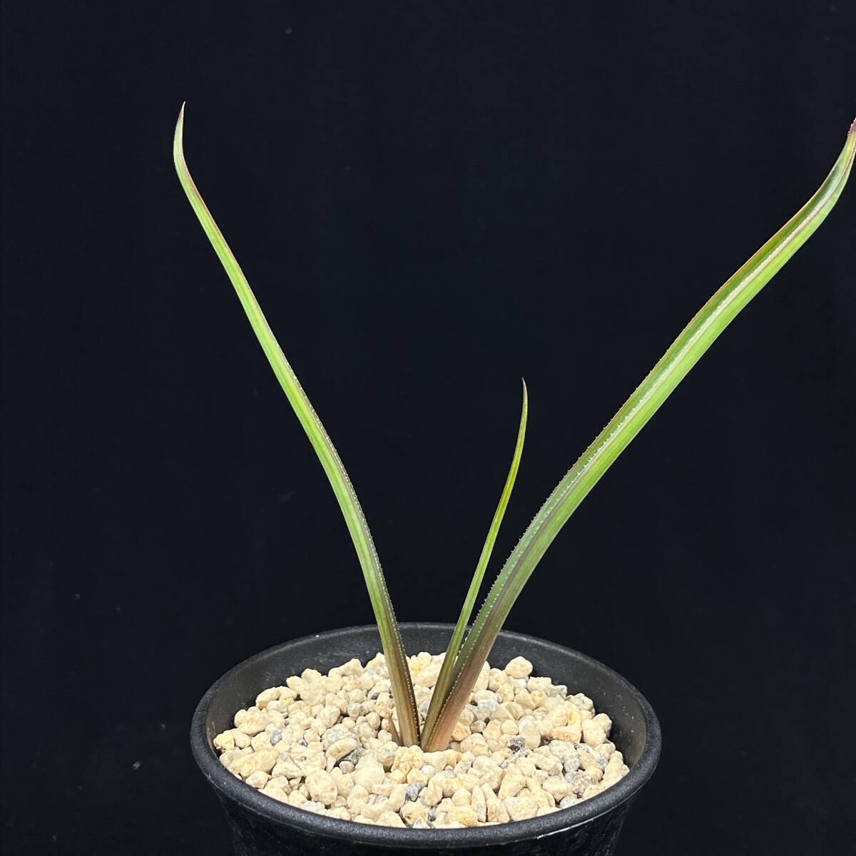 【目立った傷や汚れなし】《PW》アロエ“リカルドシアエ,A.richardsiae var.setosa” 球根アロエ 多肉植物の落札情報詳細 ...