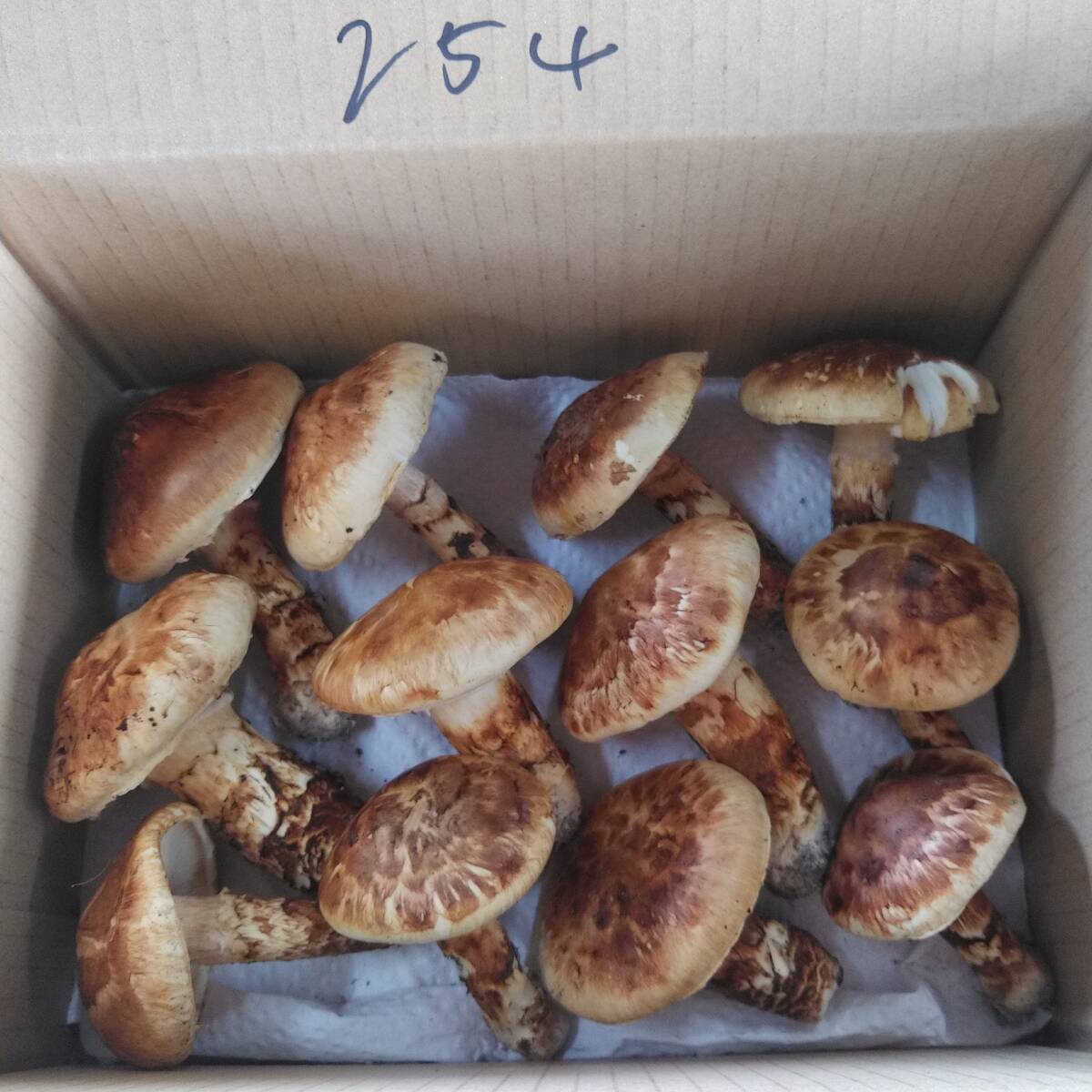 【未使用】熊の巣からの贈り物！ 北海道産天然 バカマツタケ 9月7日収穫品！254gの落札情報詳細 - Yahoo!オークション落札価格検索 オークフリー