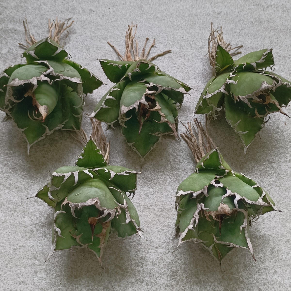 【目立った傷や汚れなし】【飛竜園】NO:215 特選 アガベ チタノタ凱撒‘SUPER CAESAR’ シーザー 陽炎 強棘 特選 極上中年株 5株の落札情報詳細 - Yahoo!オークション ...