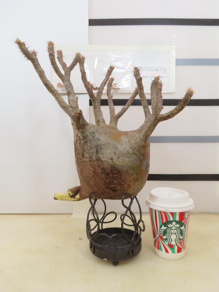 【未使用に近い】8366 「購入で塊根植物種子プレゼント」パキポディウム グラキリス L 抜き苗【塊根植物・gracilius・根切確認済・マダガスカル】の落札情報詳細 - Yahoo ...