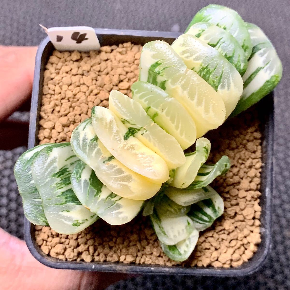 【未使用】 Fareal P14 ハオルチア グリーン玉扇錦の落札情報詳細 - Yahoo!オークション落札価格検索 オークフリー