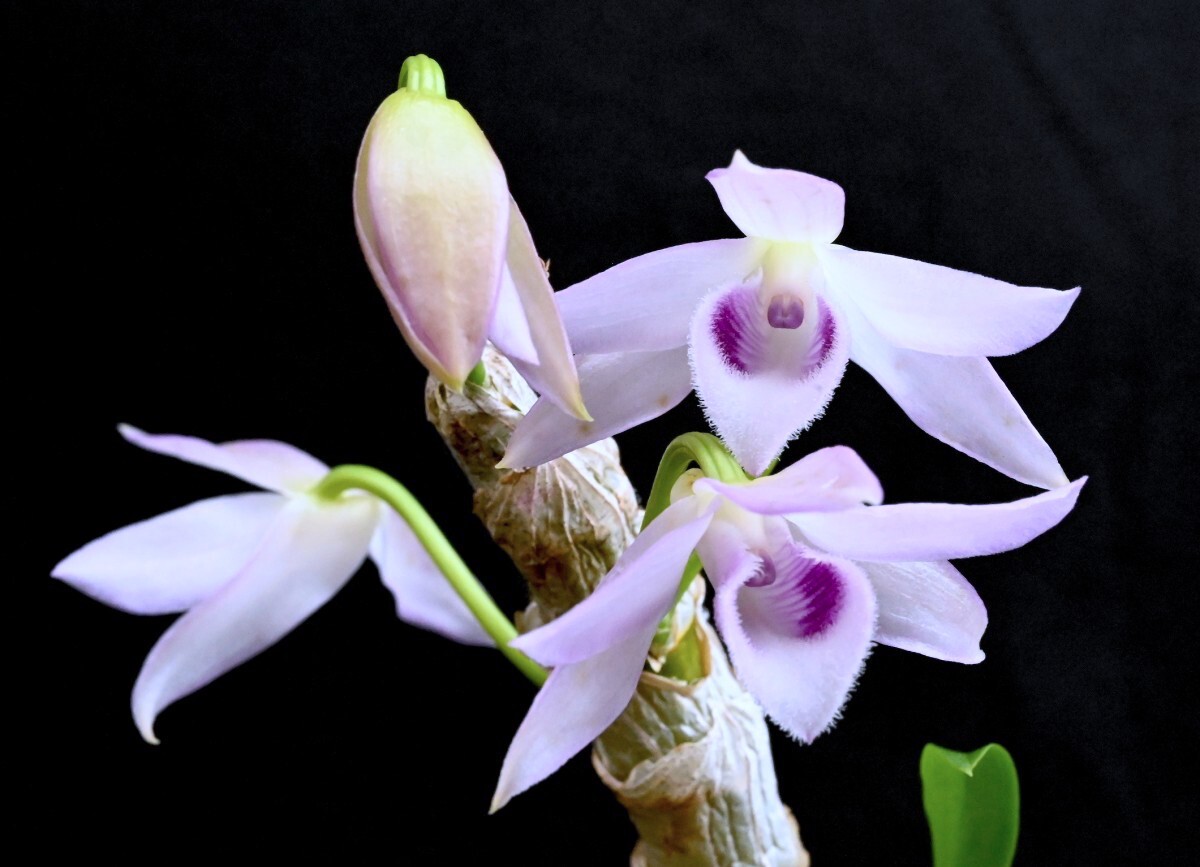 【やや傷や汚れあり】洋蘭原種 (001) Den. parishii fma. coerulea (Sib) デンドロビューム パリシー セル ...