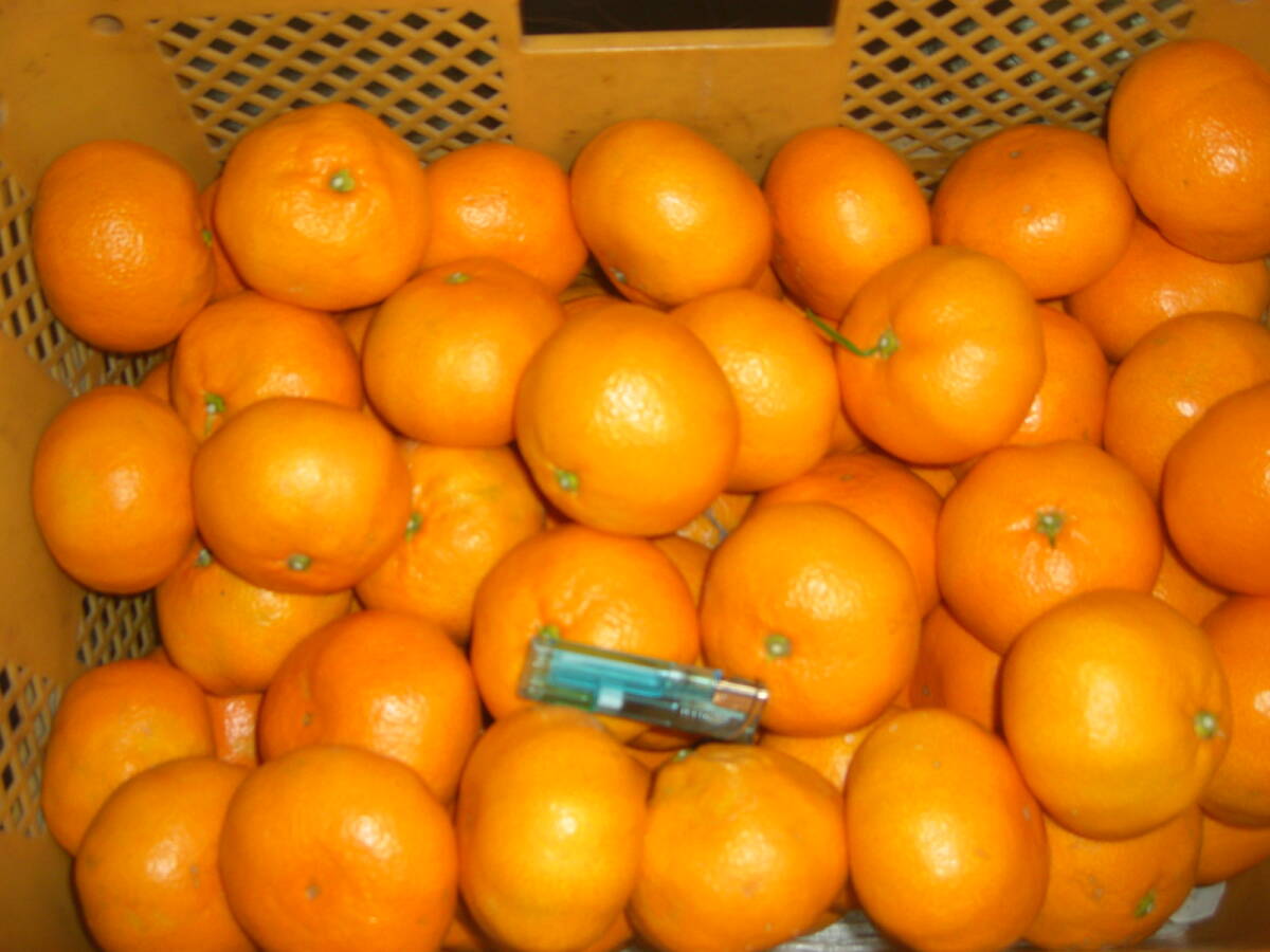 【未使用】 ミカン 10Kg 2L～3Lサイズ 家庭用 和歌山県下津の落札情報詳細 - Yahoo!オークション落札価格検索 オークフリー