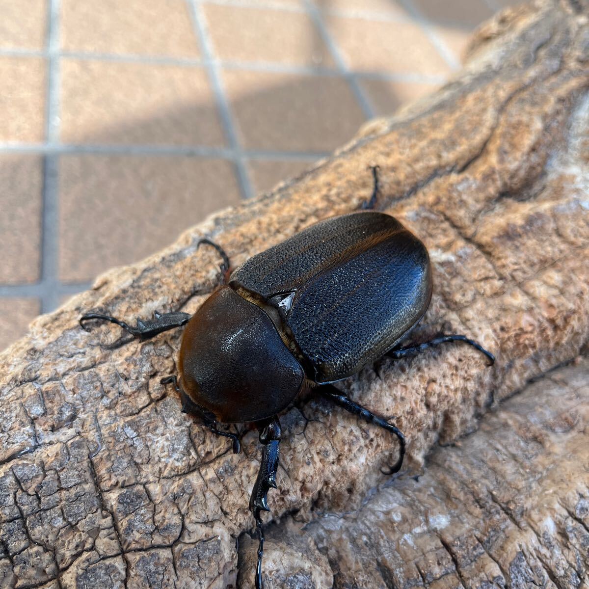 【未使用】D.Hヘラクレス ♀76.5ミリ vol.3イン×FF.FOX-No120FFOAKS .T117vol.3 種親級の落札情報詳細 - Yahoo!オークション落札価格検索 オークフリー