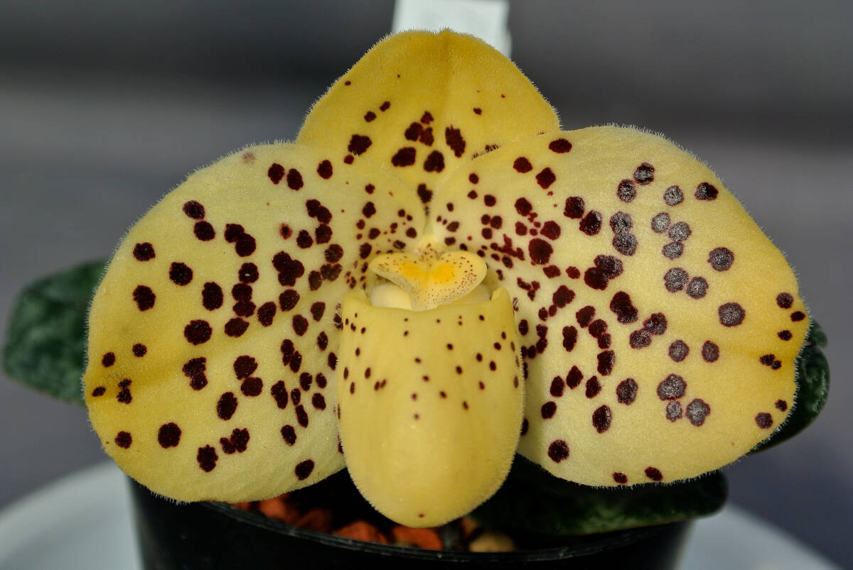 【未使用】【原種パフィオ】 Paph. wenshanense ③ の落札情報詳細 - Yahoo!オークション落札価格検索 オークフリー