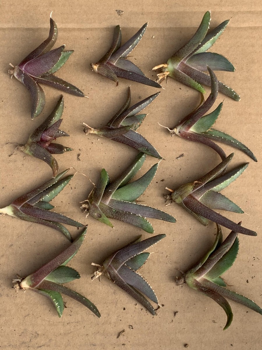 【目立った傷や汚れなし】Y5アガベ チタノタ 悪魔くん BAKEMONO優良血統育成株12セットの落札情報詳細 - Yahoo!オークション落札価格検索 オークフリー