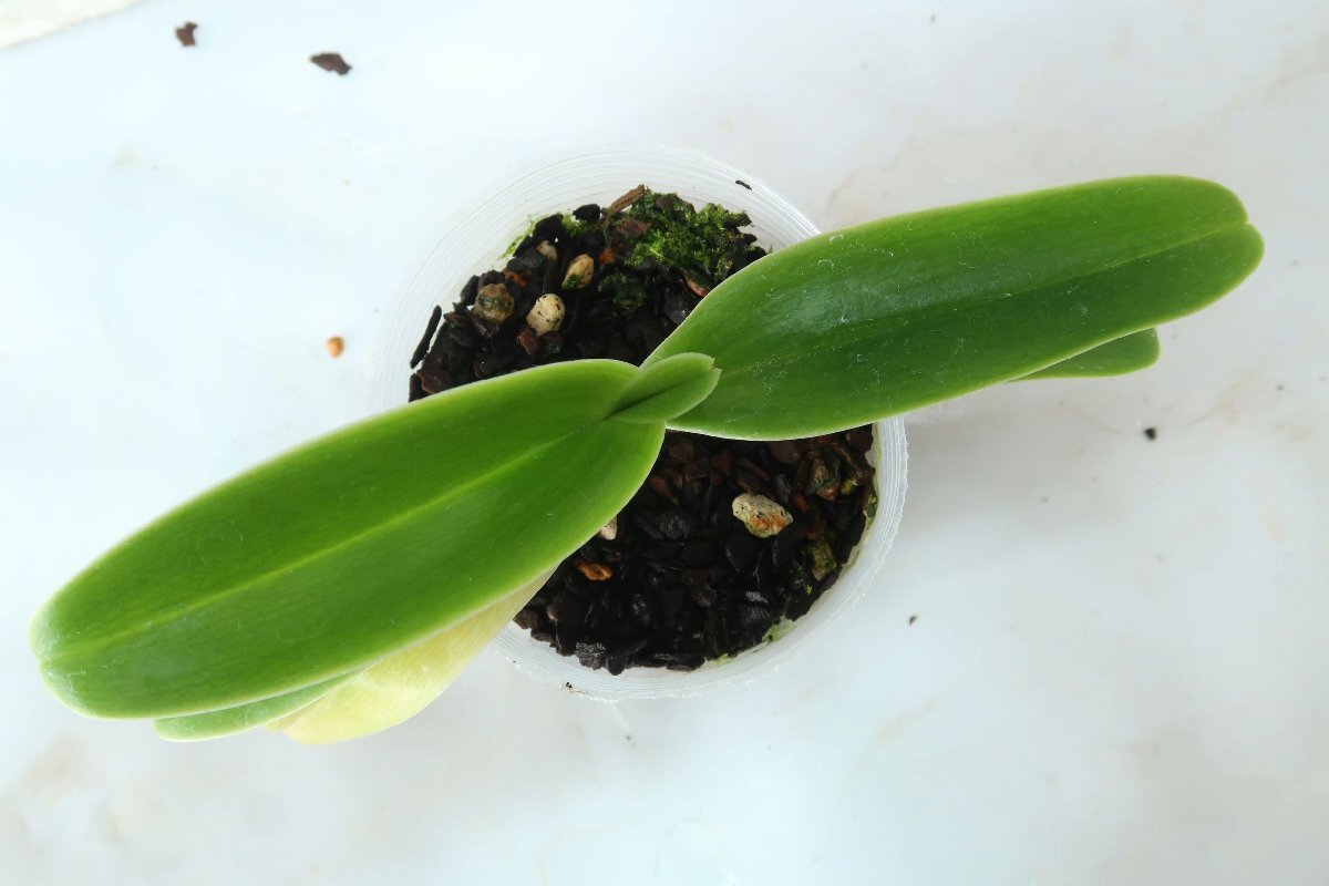 【未使用】洋蘭 パフィオ TA12345 TB20-186 Paph. (White Island ‘2019-587’ x Elfstone ...