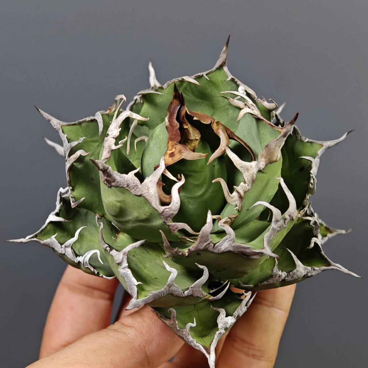 【目立った傷や汚れなし】M47 【パンダ園芸】特選 アガベ チタノタ 凱撒 SUPER CAESAR’ シーザー 超絶狂棘 極上美株 激レア！の落札情報詳細 - Yahoo!オークション落札 ...