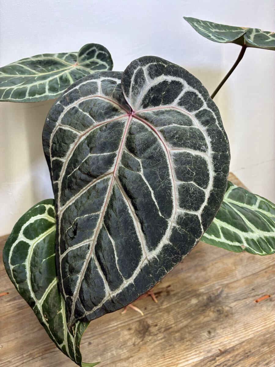 【やや傷や汚れあり】【即決価格あり】A-4「ドックブロック」アンスリューム・ミッシェル Anthurium 'Michelle' by ...