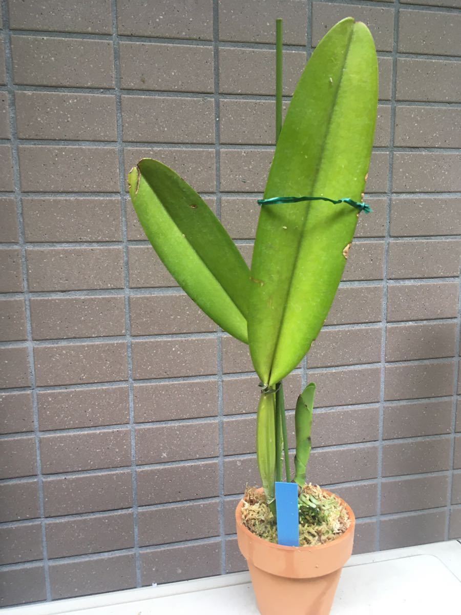【新品】洋蘭原種 カトレア C trianae coerulea Edilma OG JPの落札情報詳細 - Yahoo!オークション落札価格 ...