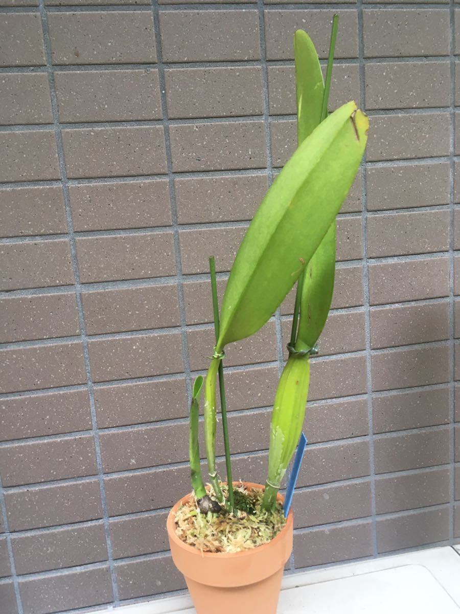 【新品】洋蘭原種 カトレア C trianae coerulea Edilma OG JPの落札情報詳細 - Yahoo!オークション落札価格 ...