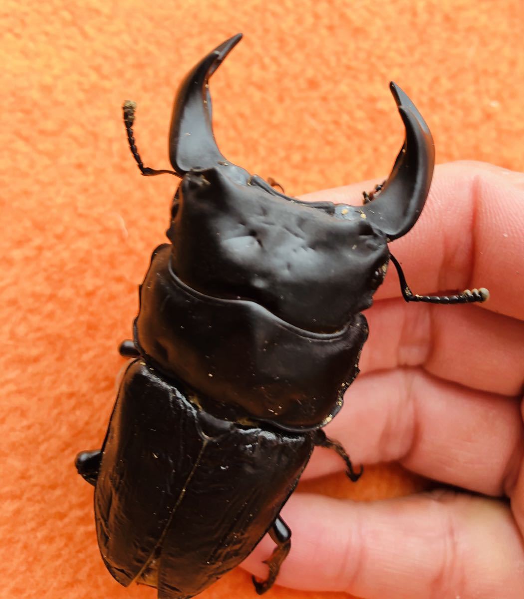 大型BLACK VERTEX MRYGA♂sss♀ペアリング済み1ペアの落札情報詳細 - ヤフオク落札価格検索 オークフリー