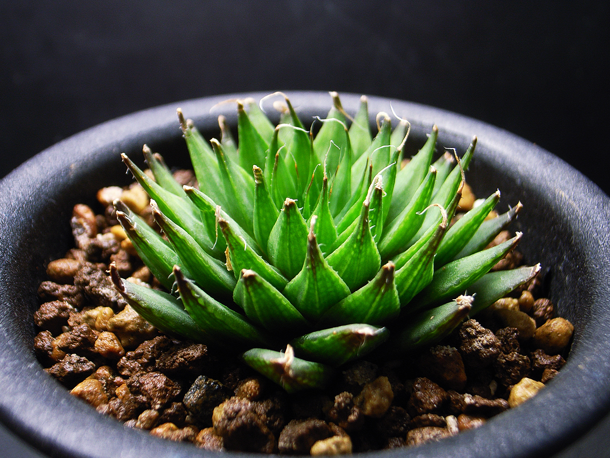 【目立った傷や汚れなし】【多肉植物】ハオルチア ニグリカンス JDV97-102 / Haworthia arachnoidea v ...