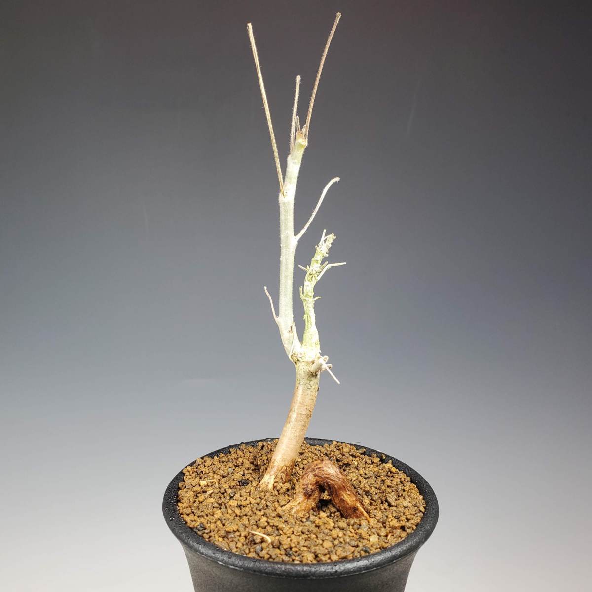 Commiphora edulis v.holoserica コミフォラ・エデュリス ホロセリカ★ミルラノキ属種子3粒K14★第四種送料無料★ ...