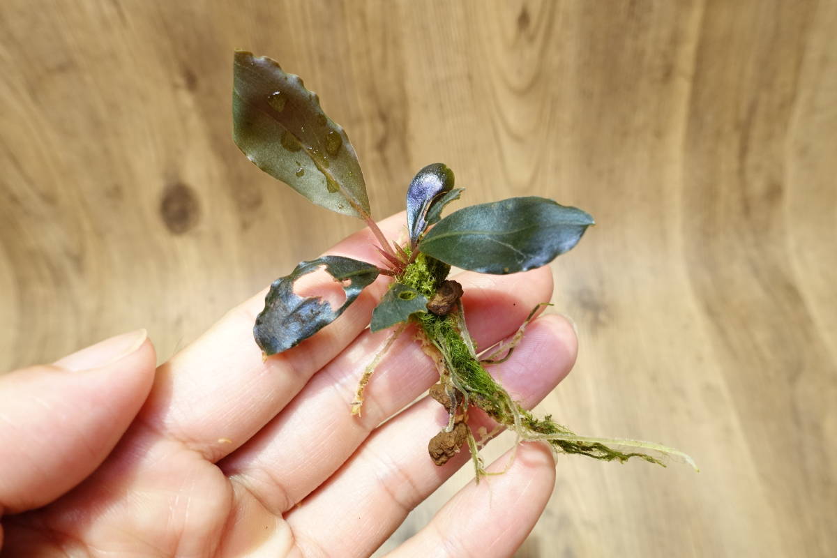 Bucephalandra sp.Sokan3 “Shine Blue K” kn便 ブセファランドラsp.ソカン3 シャインブルー 2011年2月入荷株の増殖株 水中育成株 の落札情報詳細 ...