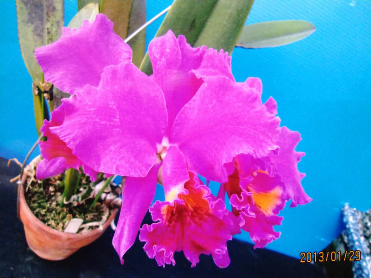 洋蘭原種カトレアC mossiae tipo 'Forest King' 花付き、蕾付き の落札情報詳細| ヤフオク落札価格情報 オークフリー