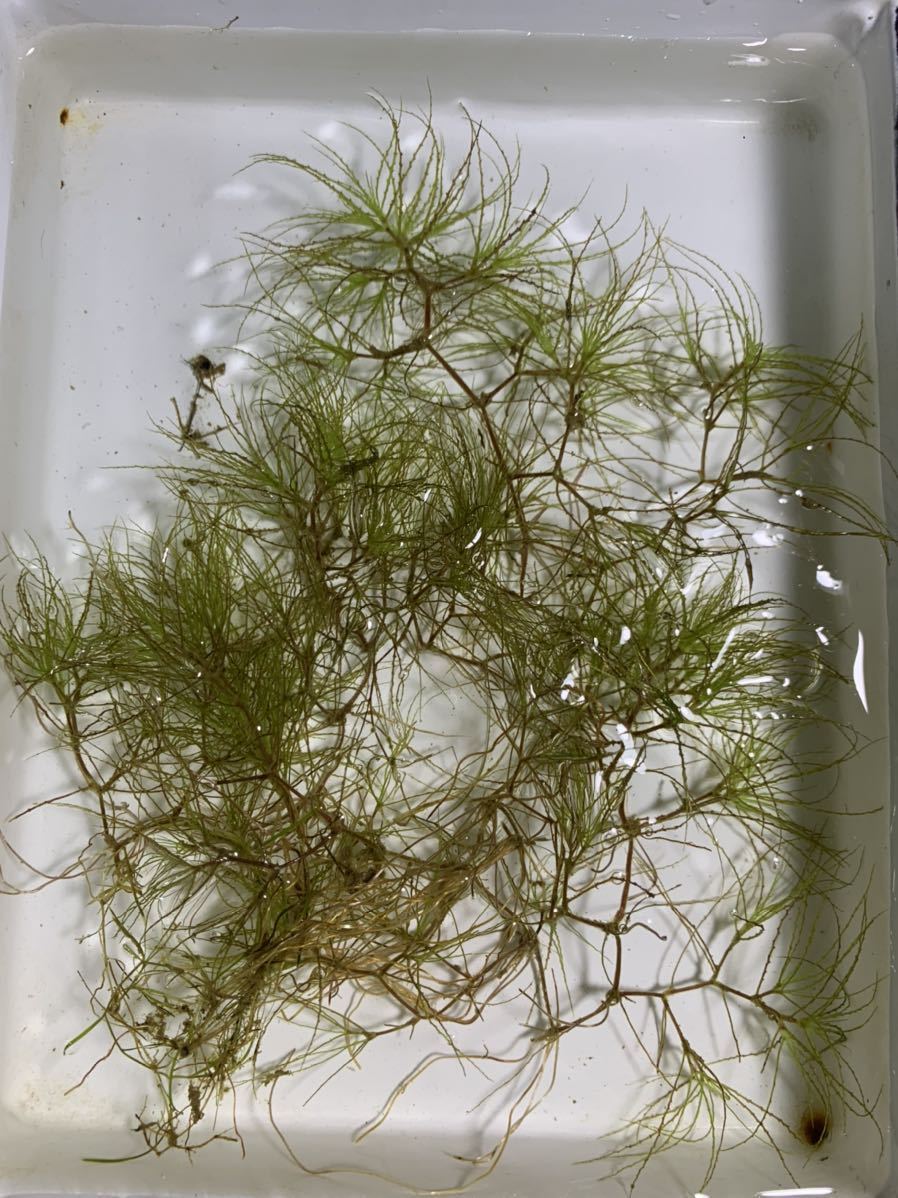【やや傷や汚れあり】【水生植物】 オオトリゲモとオギノツメの落札情報詳細 ヤフオク落札価格検索 オークフリー