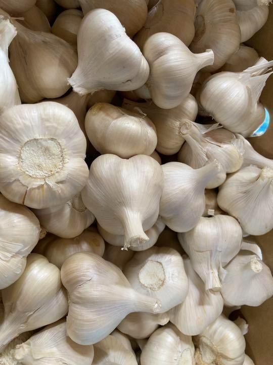 【未使用】青森県産 福地ホワイト6片ニンニク 3kg にんにく L~2L の落札情報詳細| ヤフオク落札価格情報 オークフリー