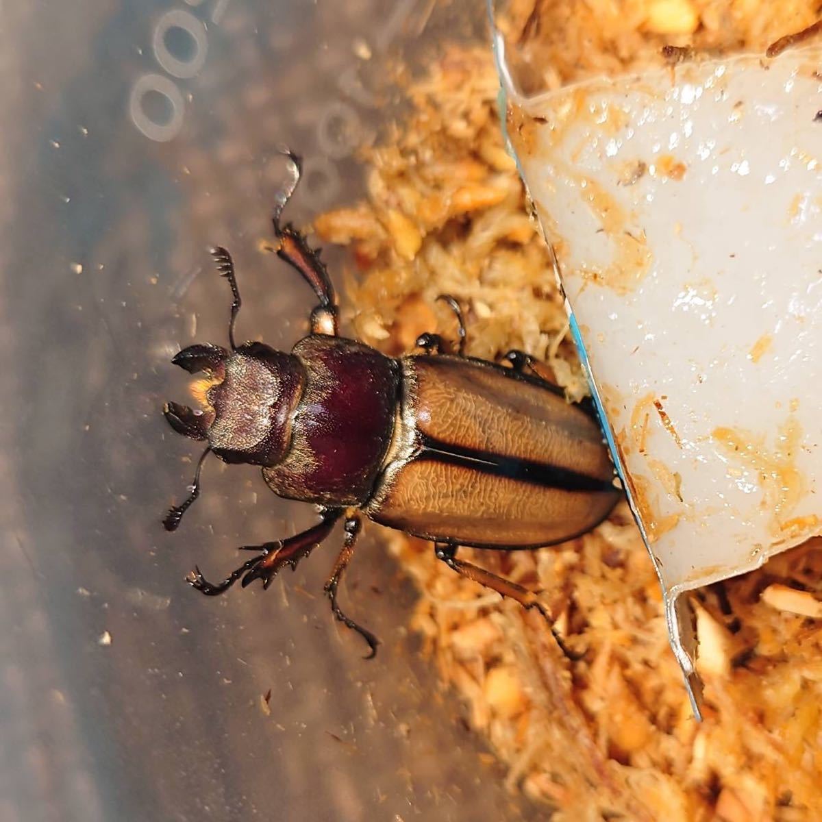 【未使用】標本 モーミヤマクワガタ Lucanus moae ♂28mm の落札情報詳細| ヤフオク落札価格情報 オークフリー