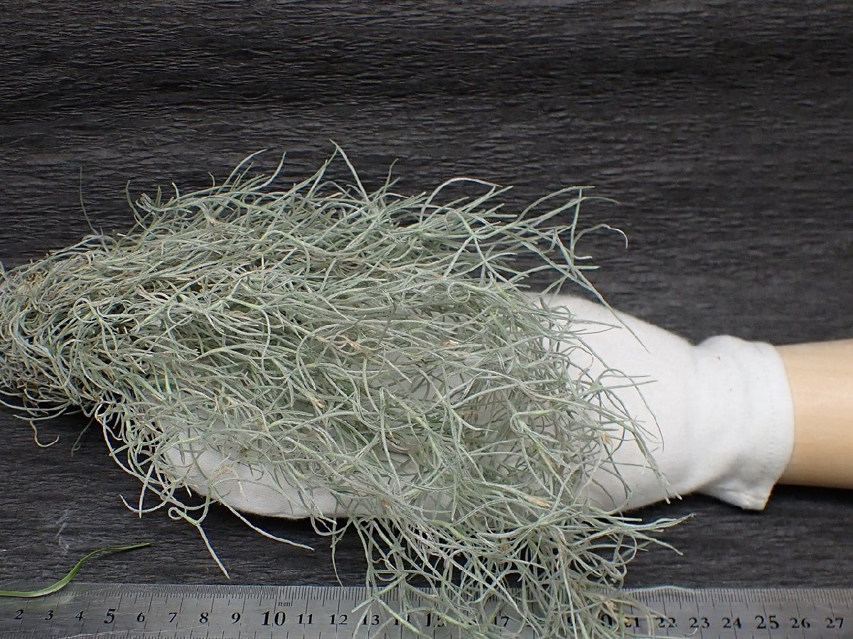【やや傷や汚れあり】Tillandsia usneoides Thin form チランジア・ウスネオイデス 細葉★エアプランツSE★第四種 ...
