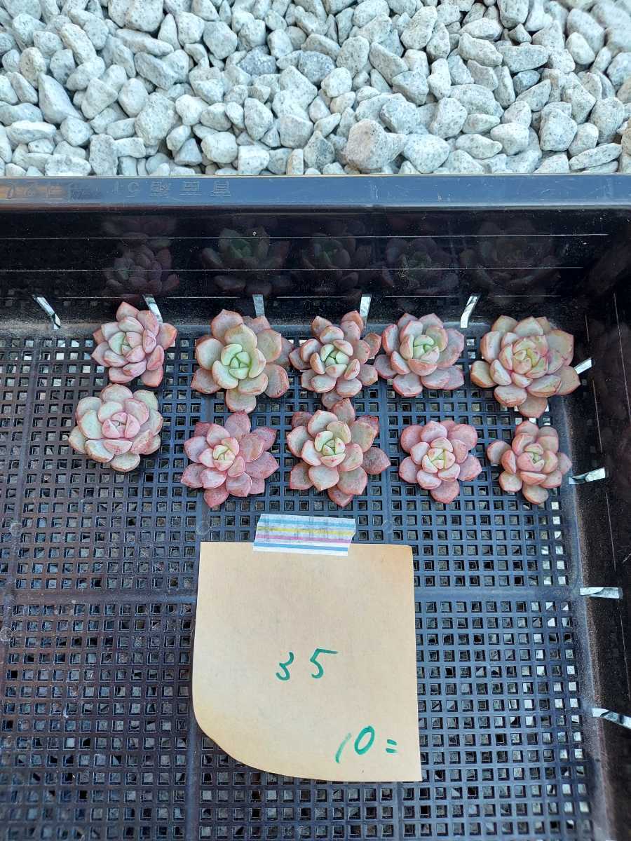 【未使用】多肉植物 韓国苗 Echeveria 1129-MD247-35 リメンバーミー 10個(岡山在庫)(12/12発送)の落札情報詳細 ...