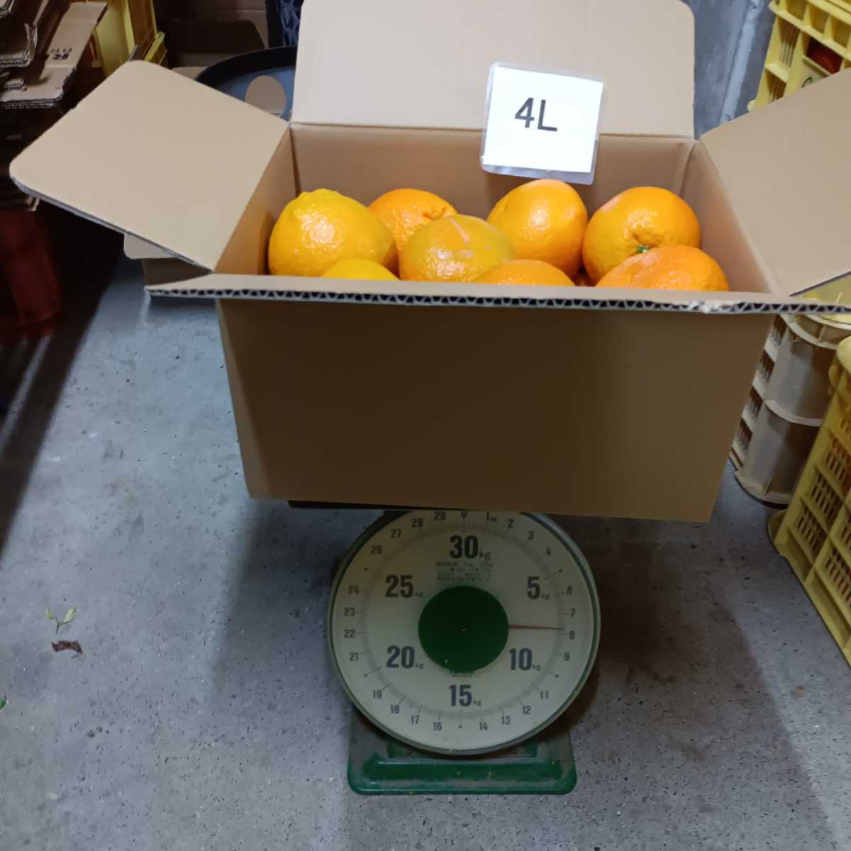 【傷や汚れあり】愛媛西宇和産 宮内いよかん 4Lサイズ 7.5kgの落札情報詳細 - ヤフオク落札価格検索 オークフリー