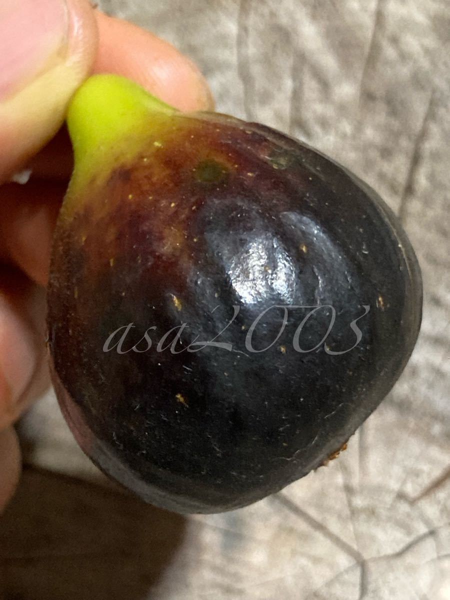 【傷や汚れあり】No.1625 それ本物ですか？Black Madeira 世界一美味しいイチジク 穂木 挿し穂の落札情報詳細 - ヤフオク ...