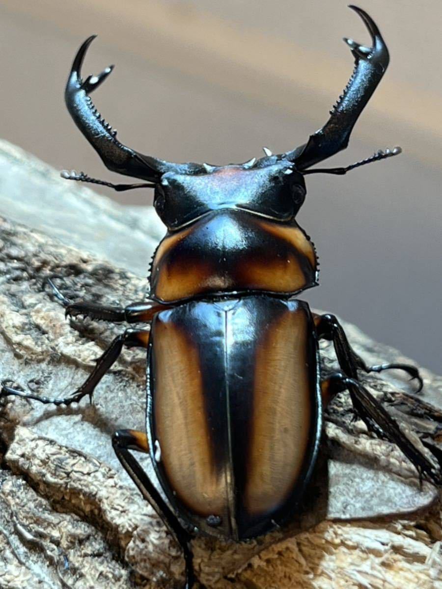 【未使用】スペキオススシカクワガタ 新成虫 オスWF2メスWF2 ペア(同腹) メス 紋ありの落札情報詳細 - ヤフオク落札価格検索 オークフリー