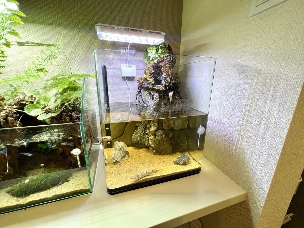 【目立った傷や汚れなし】【1円スタート！】水の流れるアクアテラリウム水槽 30cm キューブ 完成品 / ADA GEX KOTOBUKI SUISAKU NISSO TETRAの落札情報詳細 ...