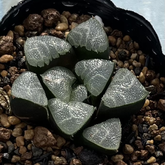 【目立った傷や汚れなし】ハオルチア コレクタNo60の落札情報詳細 - ヤフオク落札価格検索 オークフリー