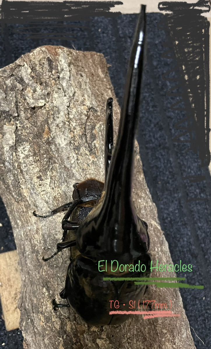 【未使用】超大型種♂使用 ヘラクレスオオカブト♂ガルシアTG-typeS・ S1×♀ガルシアTG-typeS ・BULL 3令幼虫 （♂110g♀73g） 計2匹の落札情報詳細 - Yahoo ...