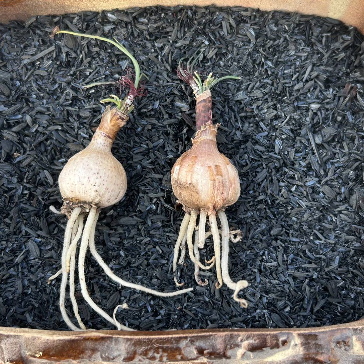 【目立った傷や汚れなし】C5珍奇植物 新種 Gethyllis lata subsp.lata 2株の落札情報詳細 - ヤフオク落札価格検索 ...