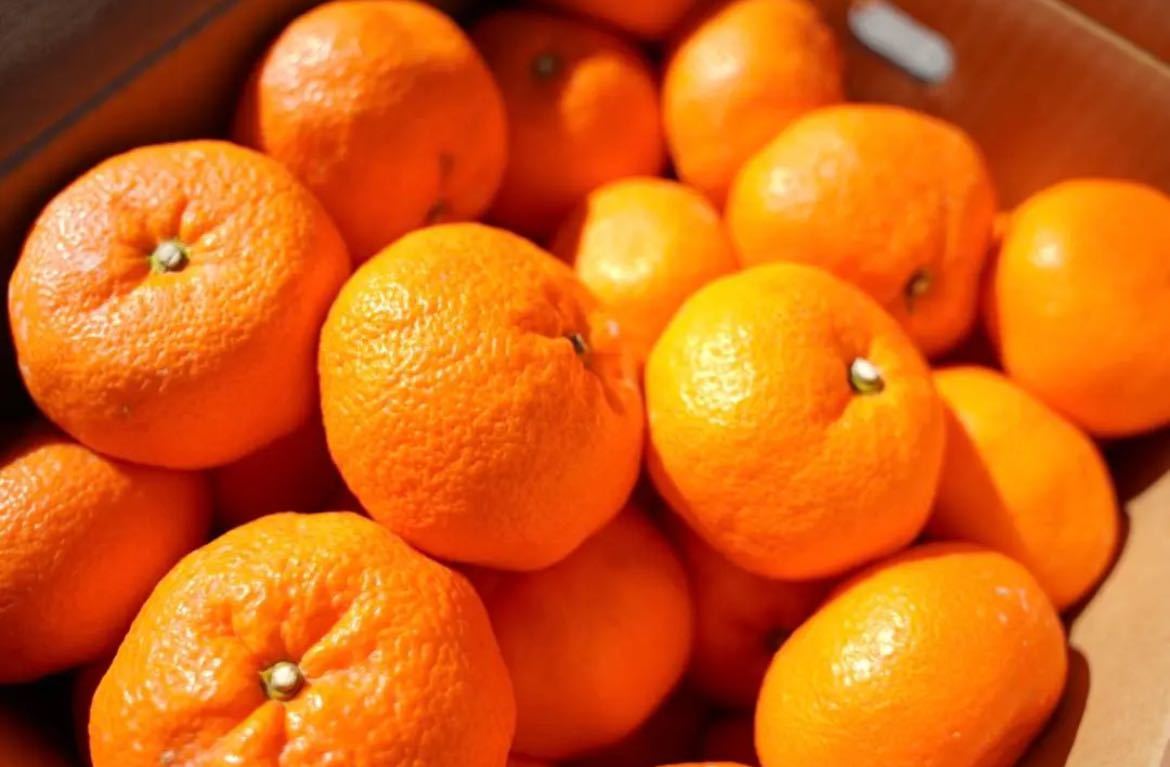 【やや傷や汚れあり】【蔵出し青島みかん】大玉(3L〜4L)・10kg箱満杯詰め【規格外・訳あり】の落札情報詳細 - ヤフオク落札価格検索 オークフリー