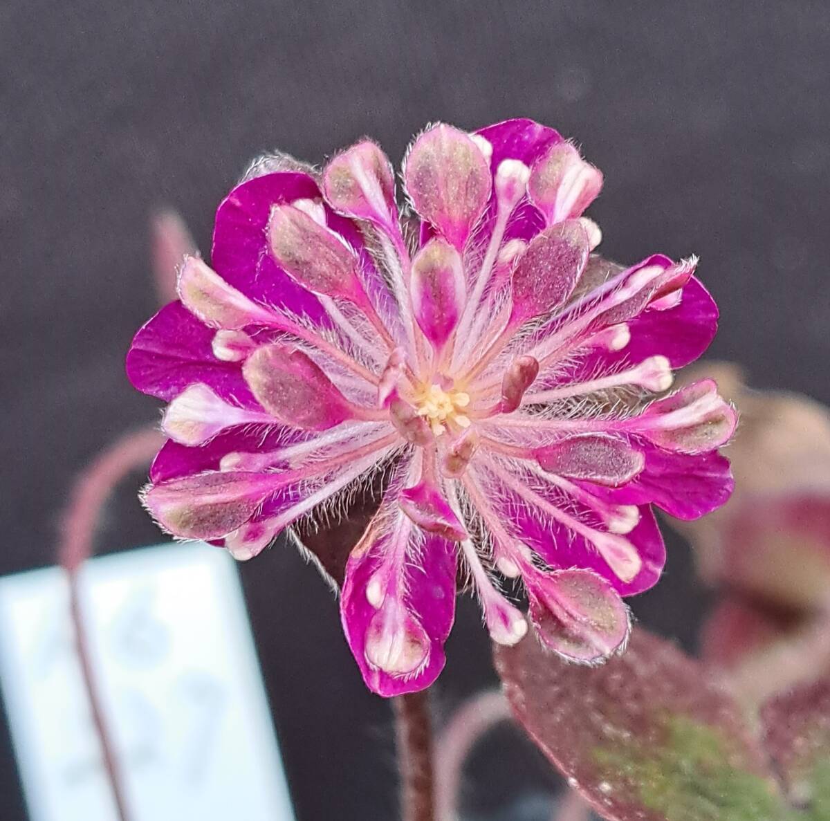 【やや傷や汚れあり】雪割草 開花中 三段咲 R6 227 の落札情報詳細 - Yahoo!オークション落札価格検索 オークフリー