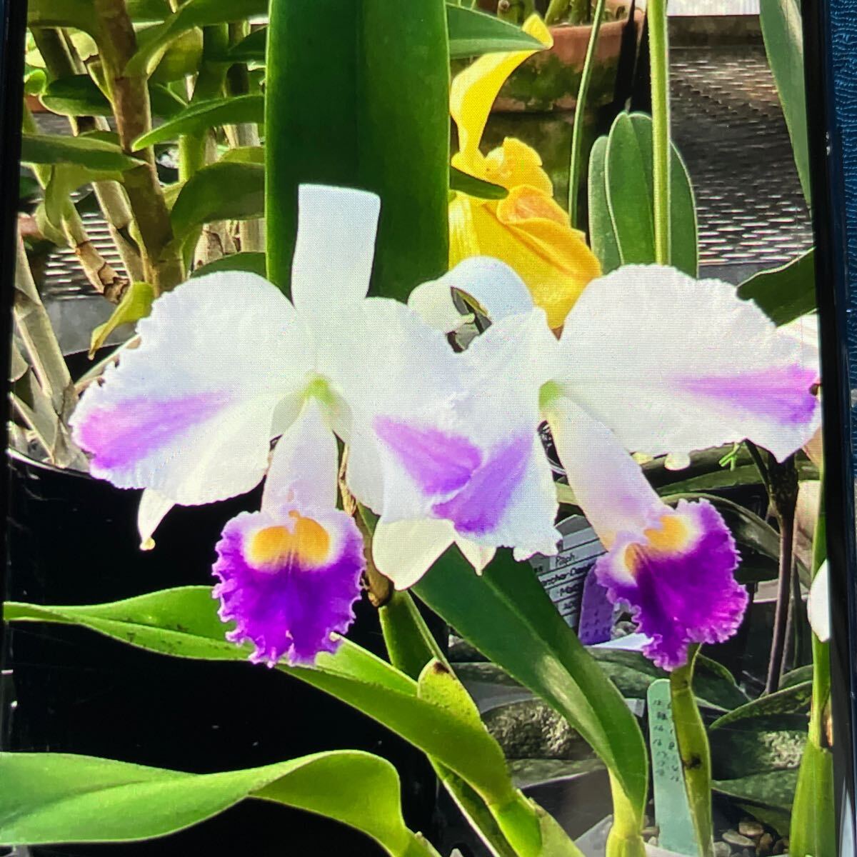 【目立った傷や汚れなし】☆【洋蘭原種】☆ C.violacea fma.coerulea ‘Sirene’ (OG) 開花良株の落札情報詳細 ...